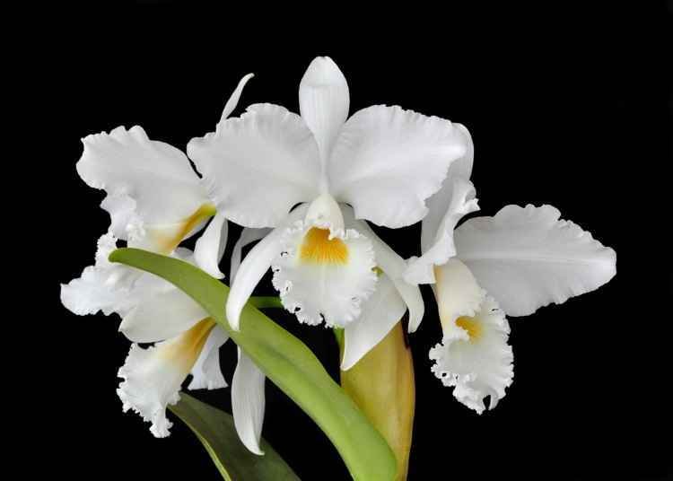 Orquídeas são aliadas naturais da medicina para tratamentos do corpo e ...